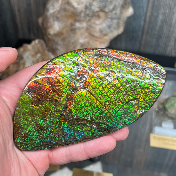 ammolite gem 63 75cts $ 895 . 00